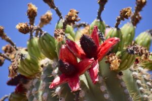 19 Foods Native Tribes Relied On Before Colonization